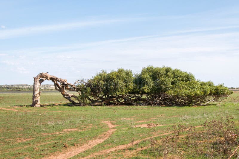 The Leaning Tree of Greenough Stock Image - Image of green, flats: 73022711