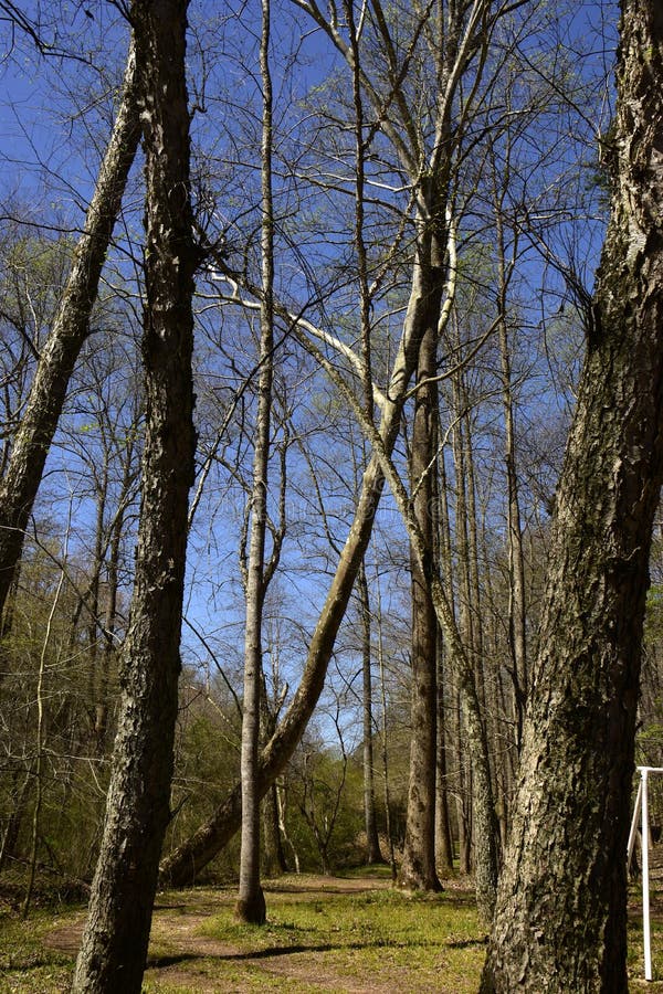 Leaning tree stock photo. Image of georgia, plants, flora - 101834184