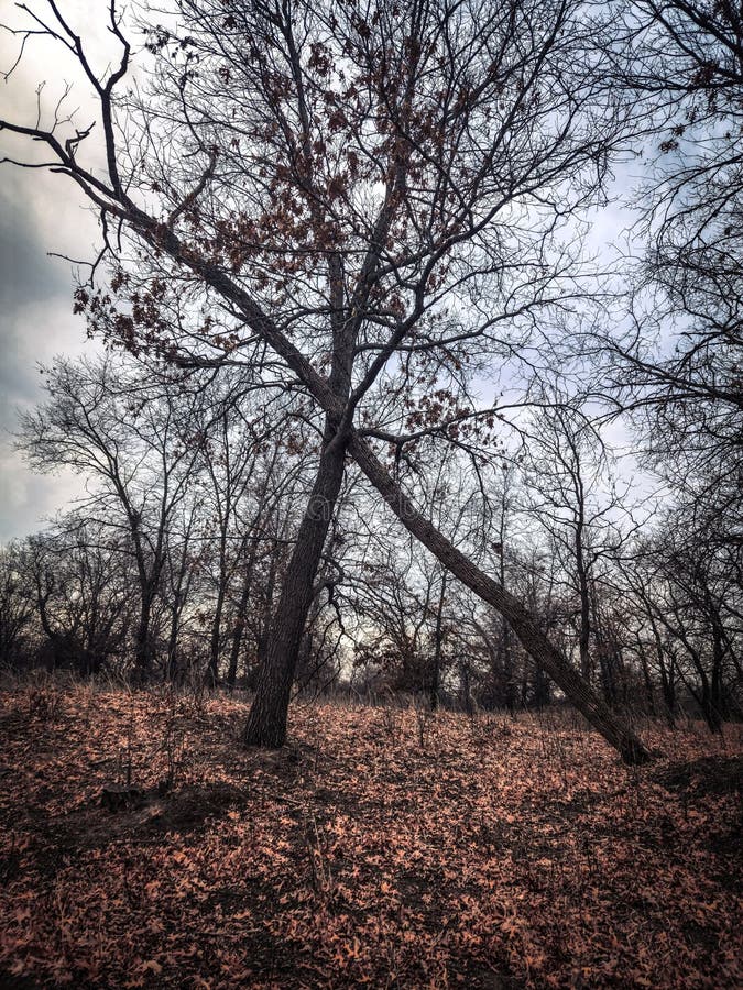 Leaning Tree that Has Fallen Onto Another. Anthropomorphic Trees in ...