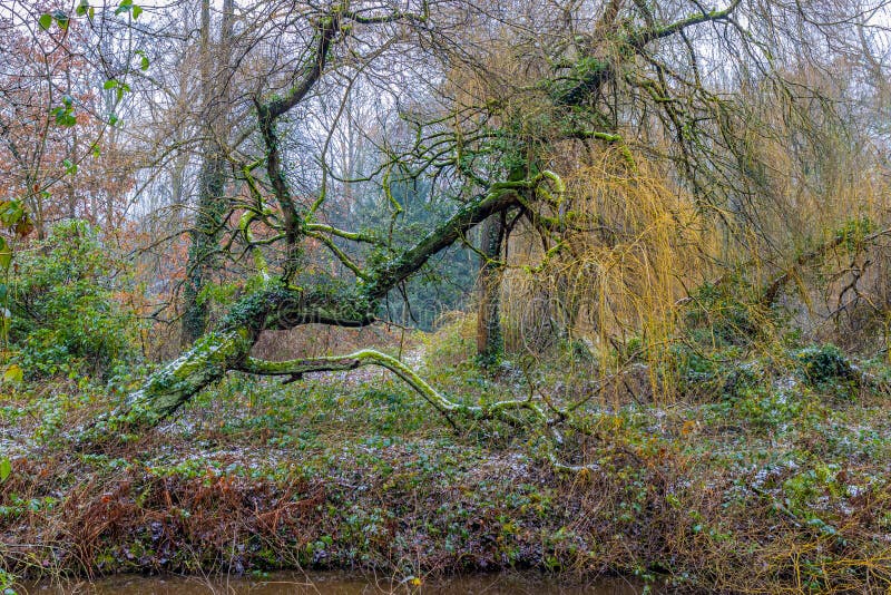 Leaning Tree with an Irregular Shape with Moss and Climbing Plants on ...