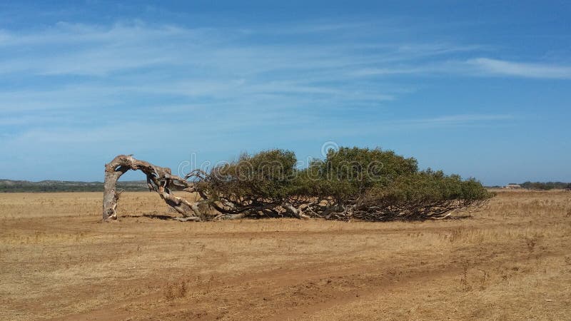Tree Growing Sideways Stock Photos - Free & Royalty-Free Stock Photos ...