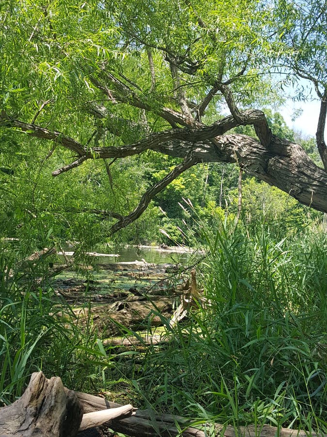 Leaning tree stock photo. Image of moss, tree, leaning - 74263352