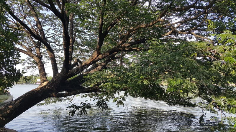 Leaning Tree Over a Lake in a Park Stock Photo - Image of lake, tree ...
