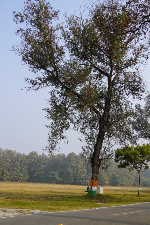 Leaning Tree with Painted Trunk Stock Photo - Image of field, trunk ...