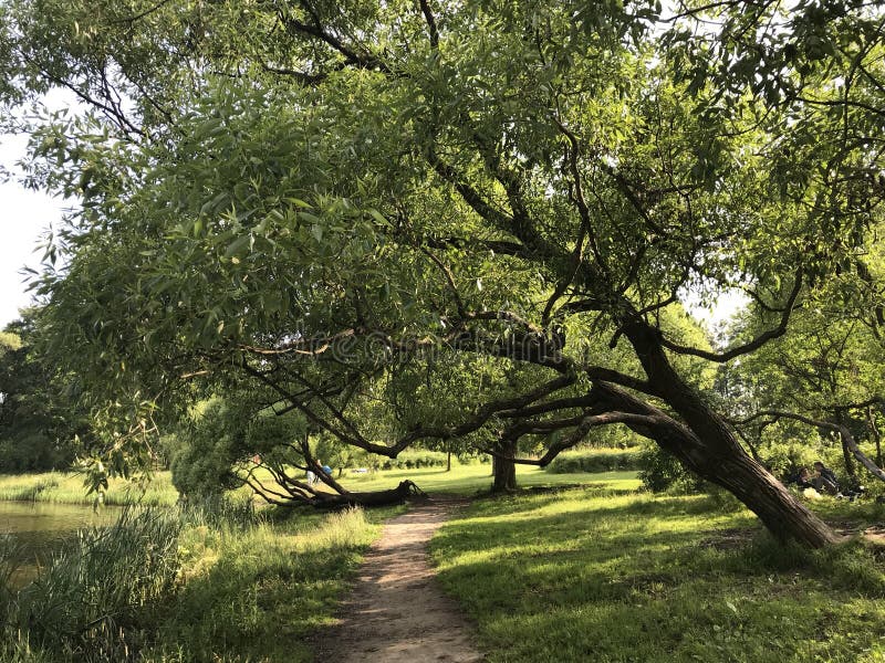 Leaning tree in the Park stock image. Image of park - 123233649