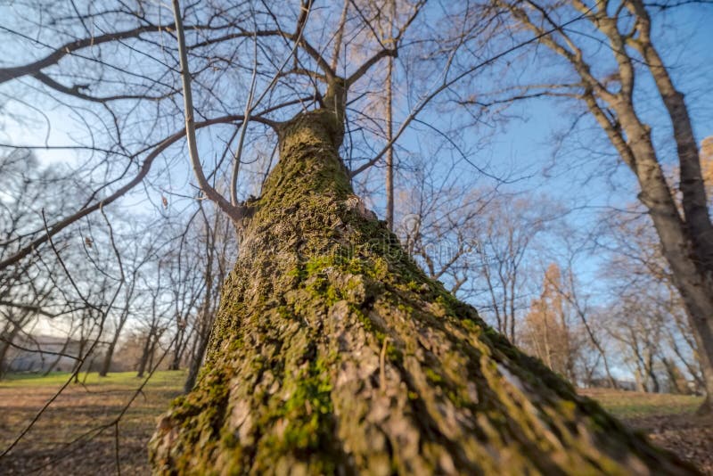 A Leaning Tree with Rough Bark on an Autumn Day in the Park. Stock ...