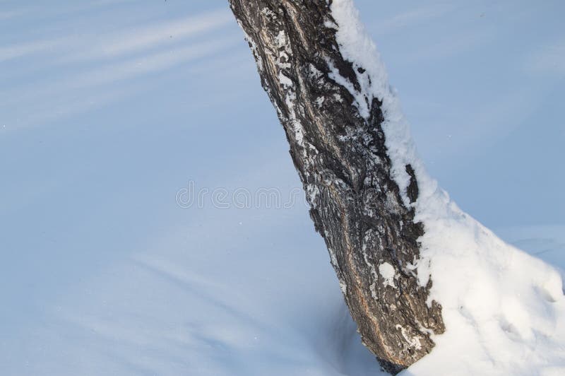 A Leaning Tree Trunk Covered with Snow in Winter Park Woods Stock Photo ...