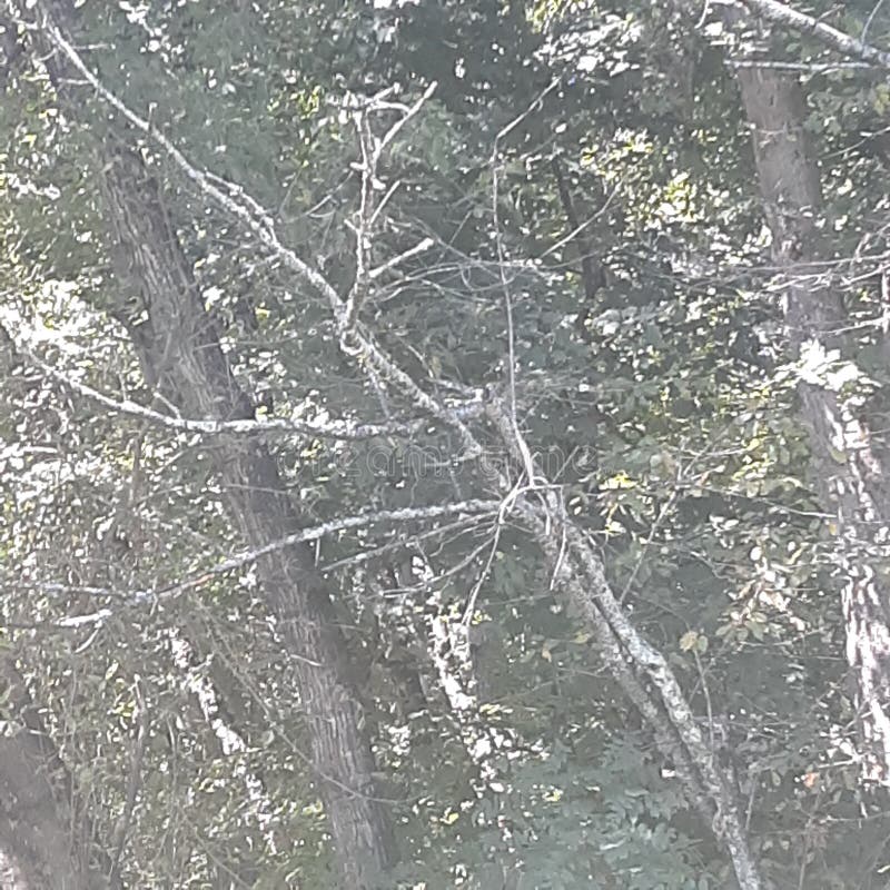 Leaning trees faded stock image. Image of faded, leaning - 157127779