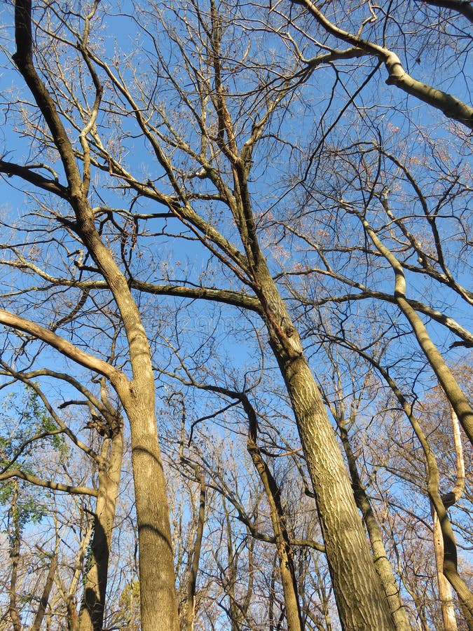 November Bare Tree on a Cloudy Day Stock Image - Image of tree ...