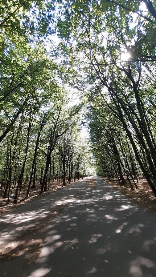 Leaning Trees Over the Road Stock Photo - Image of leaf, reflection ...