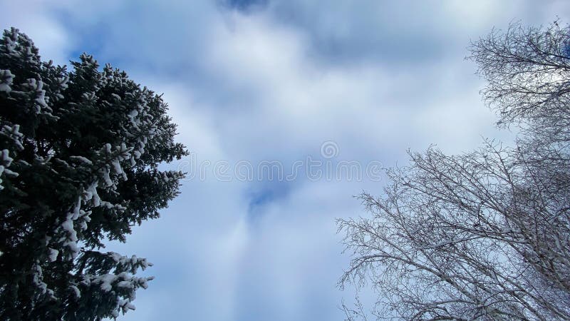 Leaning Trees Sky Copy Space Landscape Stock Image - Image of tops ...