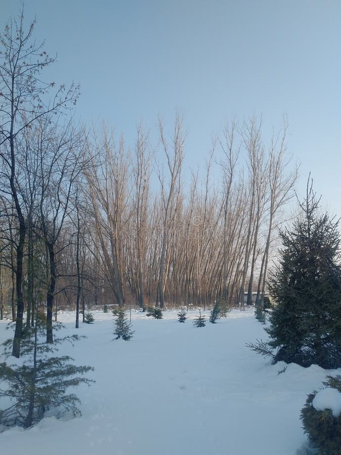 Leaning woodland stock photo. Image of leaning, europe - 88434820