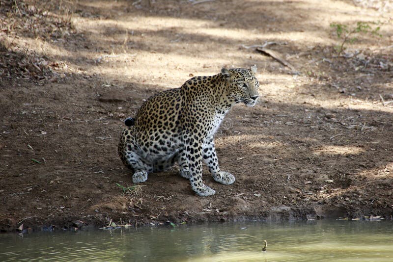 Leaopard stock image. Image of asia, leaopard, attention - 82487781