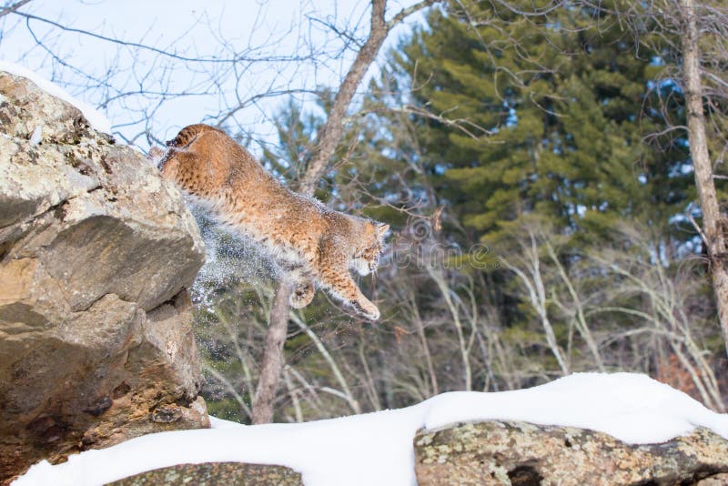 Leaping Bobcat stock photo. Image of mammals, felidae - 36507688