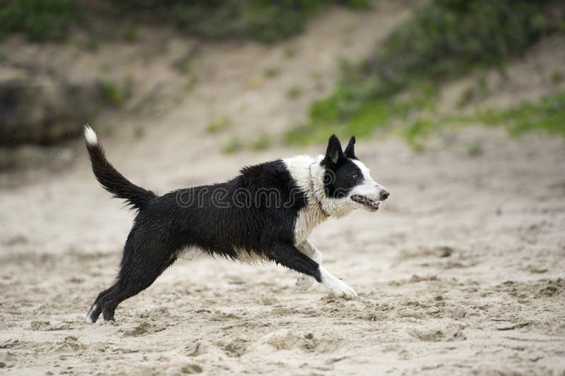 Horse Racing editorial stock photo. Image of speed, event - 21559478