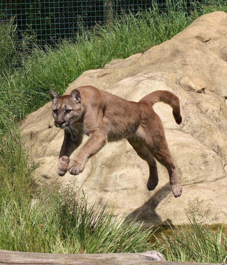 Puma Leaping Off a Rock Over Water Stock Image - Image of mammal ...