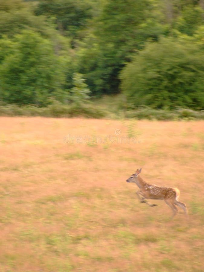 400 Leaping Deer Stock Photos - Free & Royalty-Free Stock Photos from ...