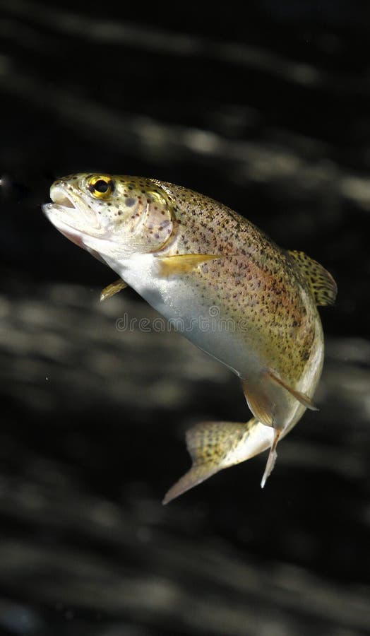 1,196 Leaping Fish Photos - Free & Royalty-Free Stock Photos from ...