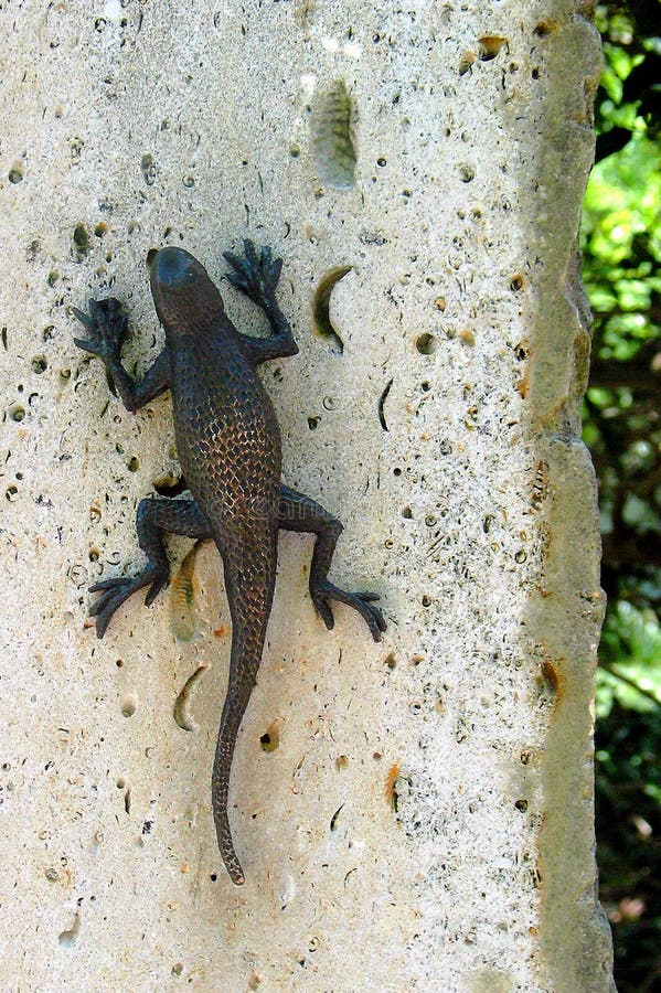 Jackson S Chameleon (Trioceros Jacksonii Merumontanus) Stock Image ...