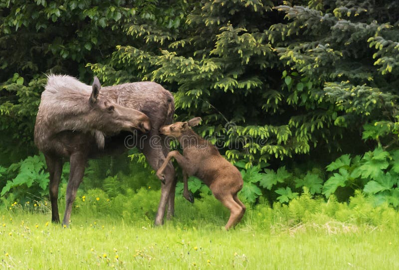 Leaping Moose Calf stock image. Image of calf, green - 57716615