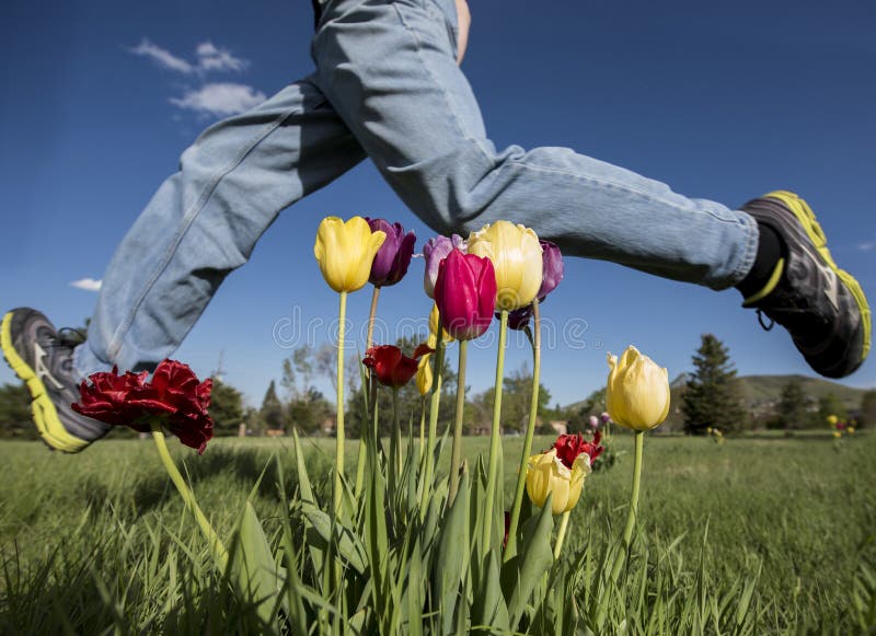 Leaping over the tulips stock photo. Image of ground - 71376696
