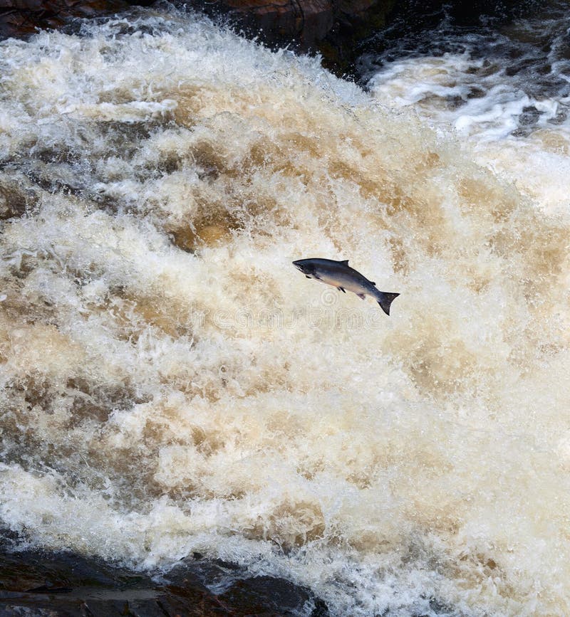 2,191 Leaping Fish Stock Photos - Free & Royalty-Free Stock Photos from ...