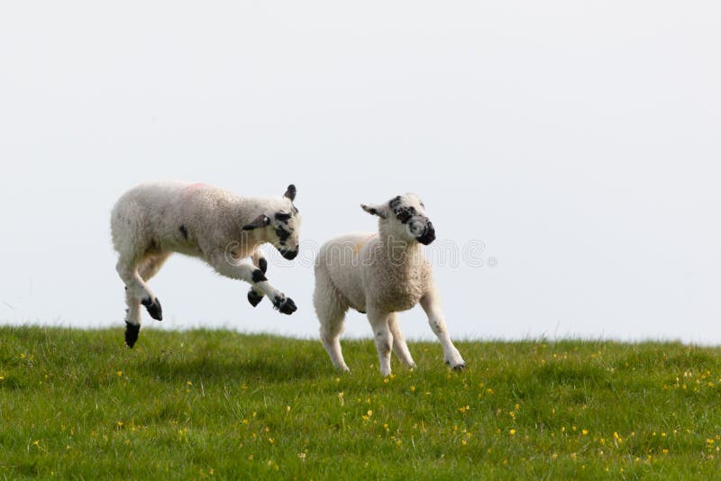 Leaping spring lambs stock photo. Image of jump, field - 24627586