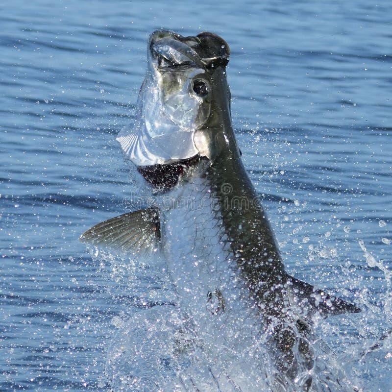 Tarpon Jumping Stock Photos - Free & Royalty-Free Stock Photos from ...