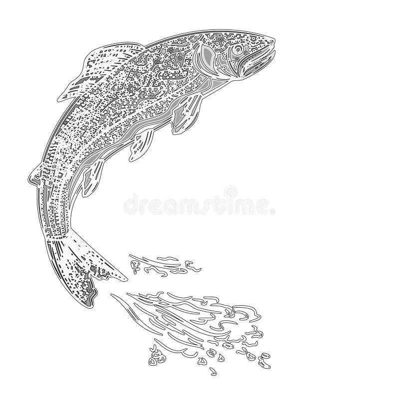 Leaping Trout As Vintage Engraved Vector Stock Vector - Illustration of ...