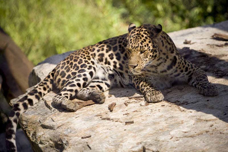 Jaguar Peruvian Amazon Jungle Madre De Dios Peru Stock Image - Image of ...