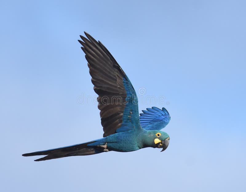 Lear S Macaw, Anodorhynchus Leari Stock Photo - Image of wings, flying ...