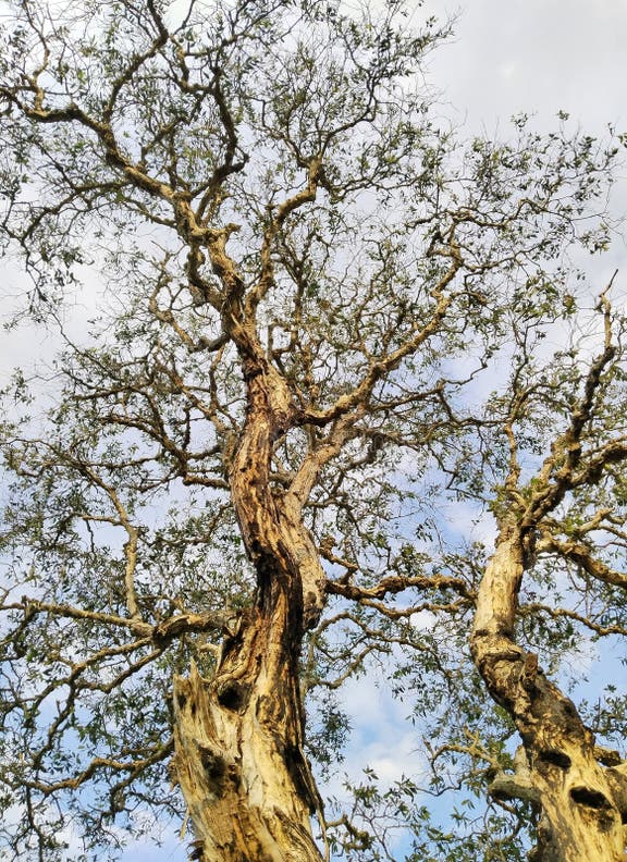 Learn the Character of the Tree, the Value of the Roots, and the ...