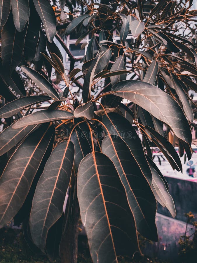 Learn the Character of the Tree, the Value of the Roots and Changes in ...