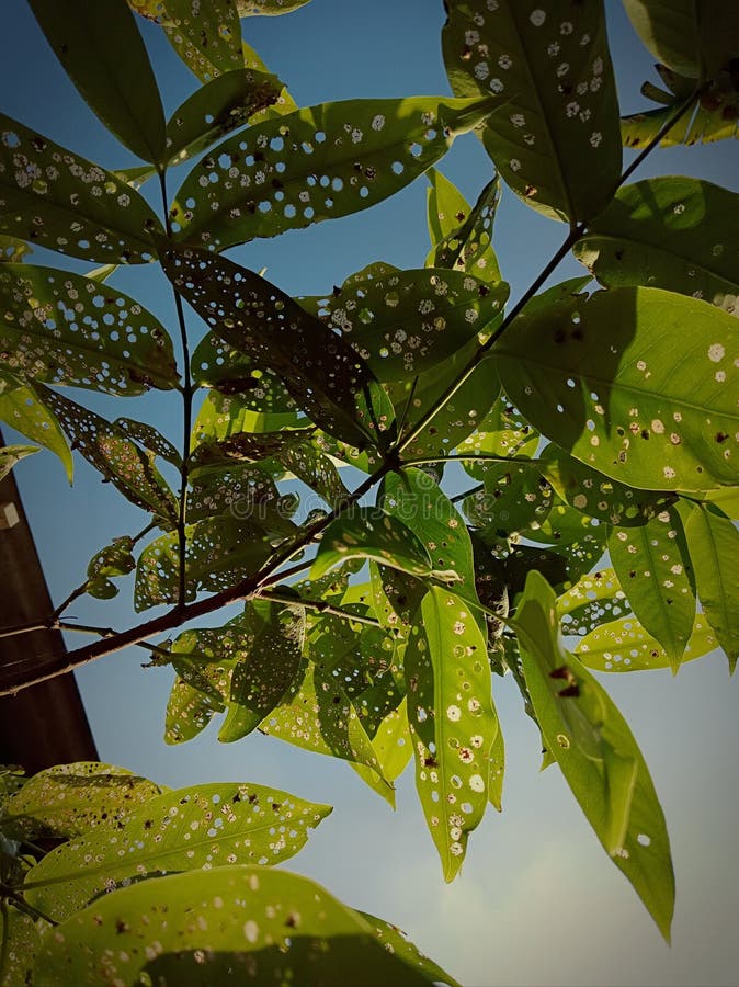 Learn the Character of Trees and Leaf Stock Photo - Image of character ...