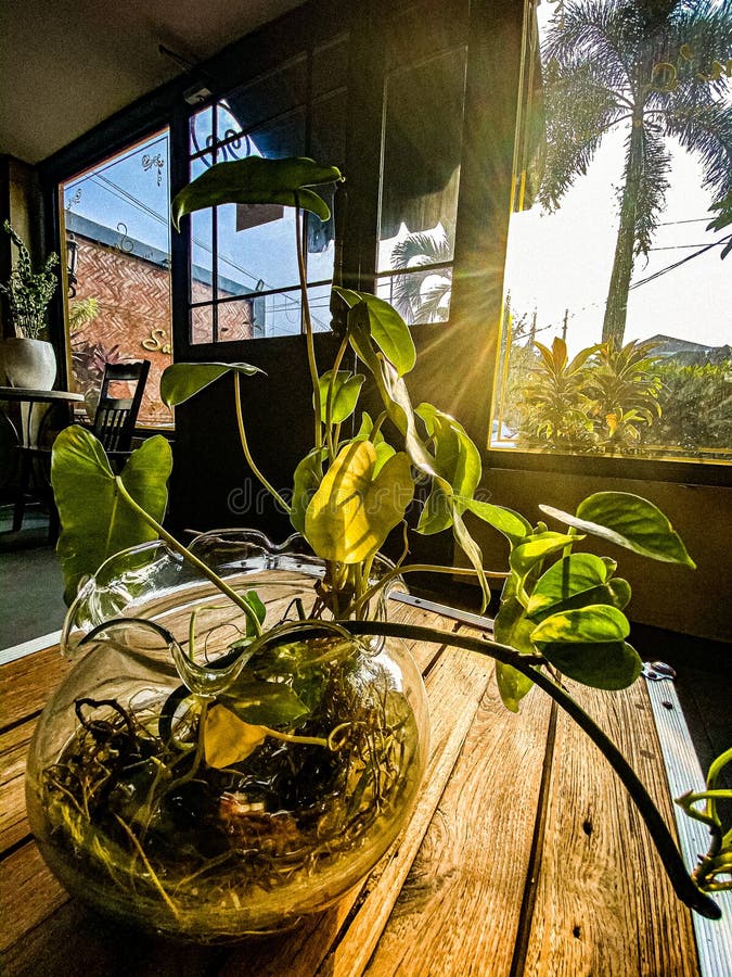 Learn Character from Trees, Values from Roots, and Change from Leaves ...