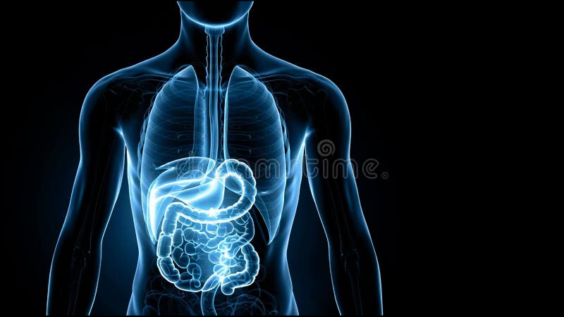 Explore How the Human Digestive System Functions with a Focus on ...