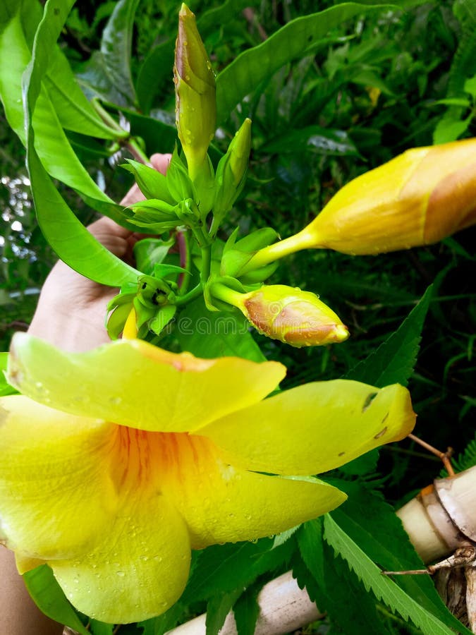 Learn from Nature because Nature Can Provide Invaluable Learning and ...