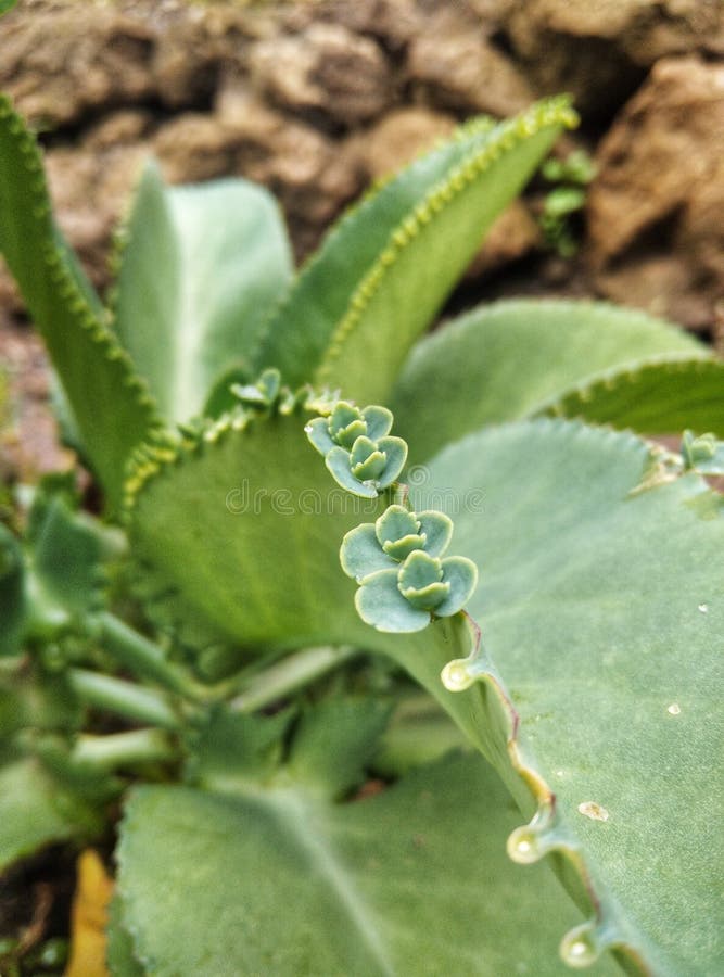 Learn from Plants because Plants Can Provide Immeasurable Learning and ...