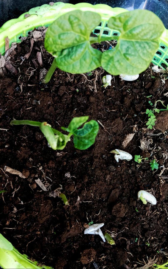 Learn To Grow Vegetables at Home Page Stock Image - Image of home, grow ...