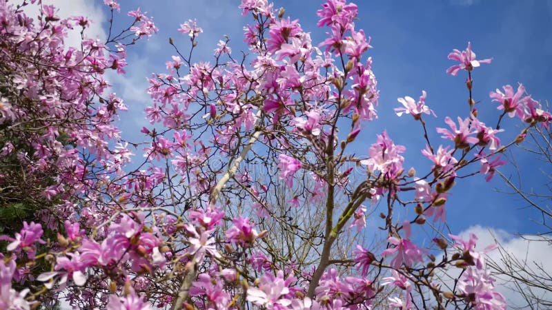 The Knowledge of Fertilizing Flowers Stock Footage - Video of proper ...