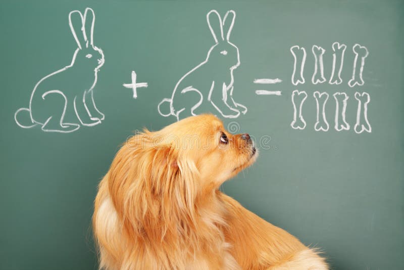 Learner stock photo. Image of class, capable, hare, drawing - 61191484 Learner stock photo. Image of class, capable, hare, drawing - 61191484