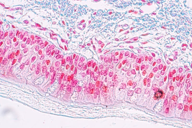 Learning Anatomy and Physiology of Pseudostratified Columnar Epithellum ...