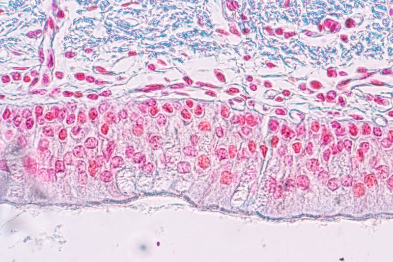 Pseudostratified Columnar Epithelium Under Microscope