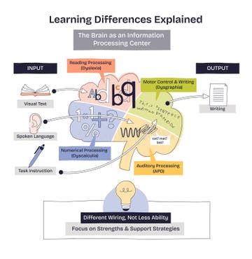 Learning Differences Explained in a Brief Doodle Diagram Showing Brain ... Stock Vector ...