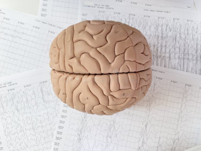 A Learning Model of the Human Brain, in the Background of a Brain Wave ...