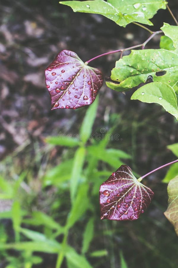 Two4 stock image. Image of two4, rain, contrast, nature - 127428159