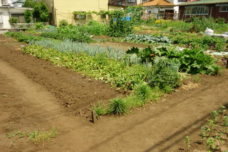 Lease area split farm stock image. Image of gardening - 174656381