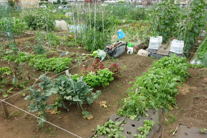 Lease area split farm stock photo. Image of nature, area - 174656426