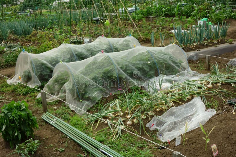 Lease District Split Farm for Citizens Stock Image - Image of fresh ...