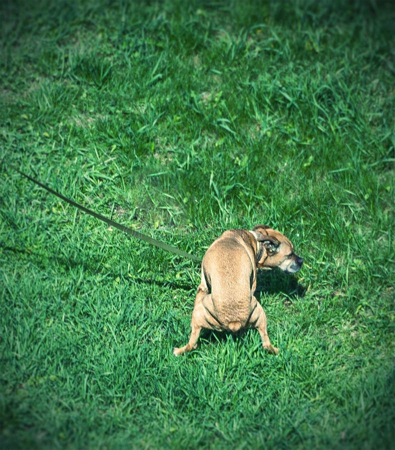 Leashed Dog Poops while Walking on Grass Lawn Stock Image - Image of ...